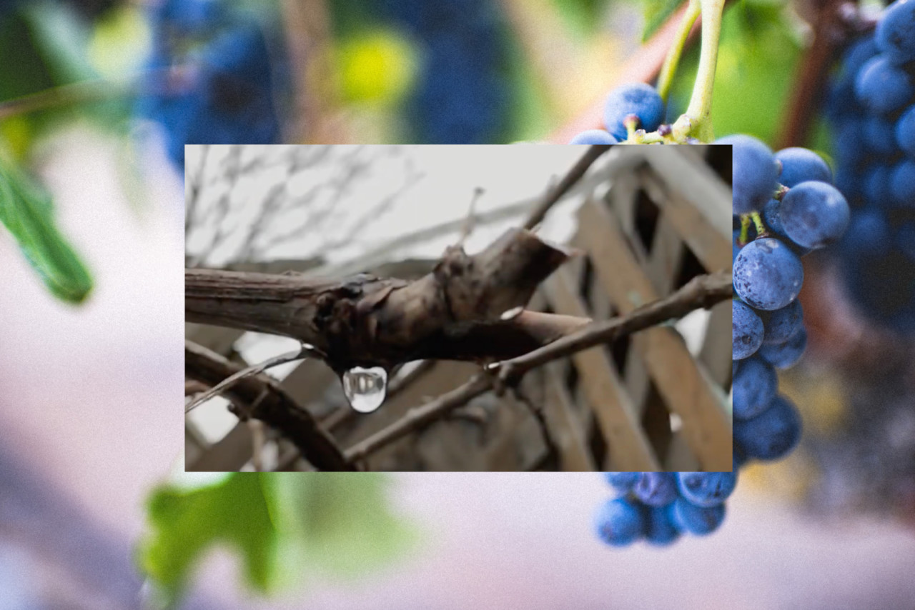 What is Grapevine SAP?